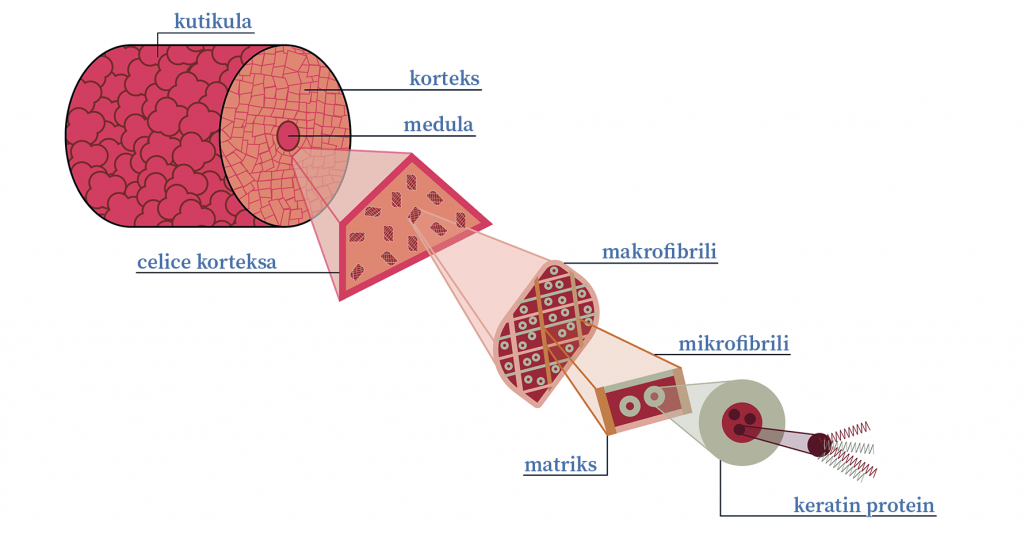 Biologija las » Mentor Ema Pavičevič
